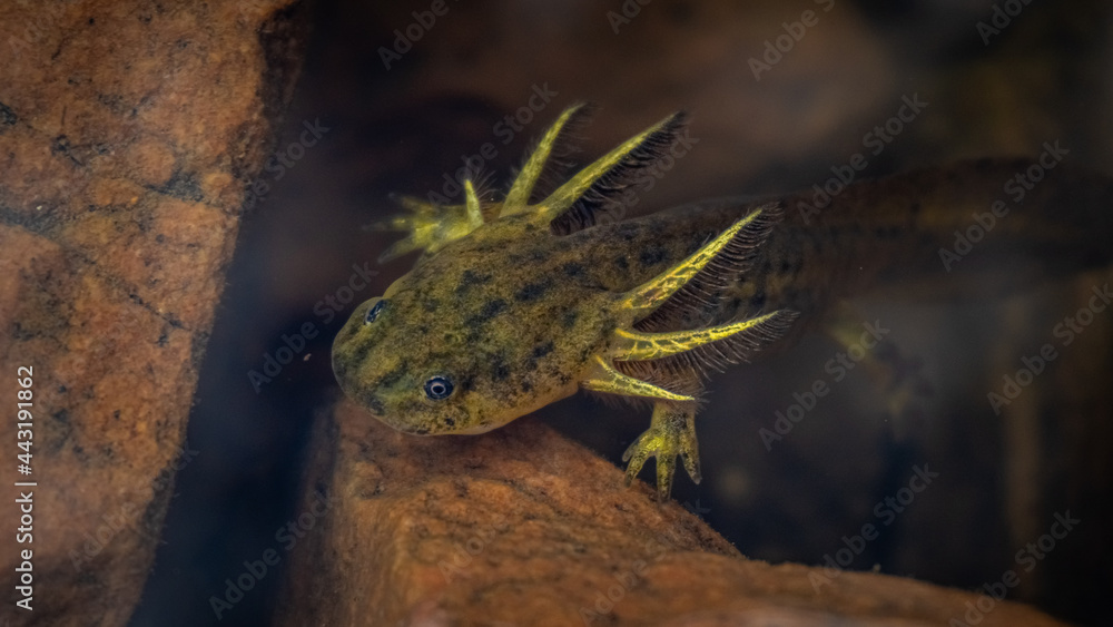 Juvenile Tiger Salamander Stock Photo | Adobe Stock