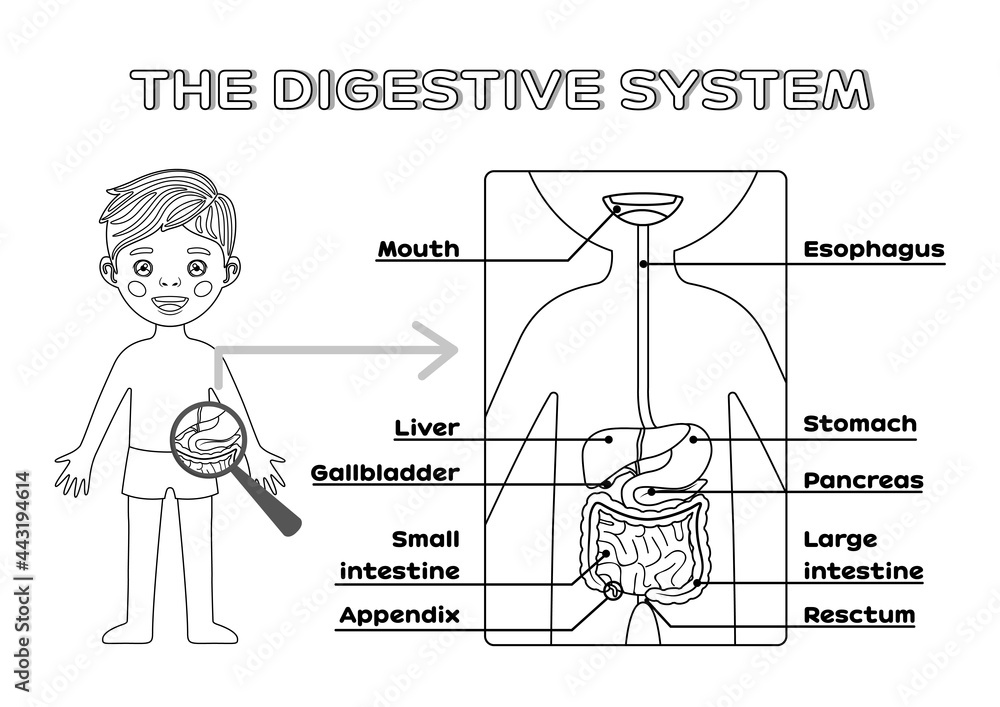 Isolated Cartoon Boy and Digestive system for Сhildren with Name of the ...