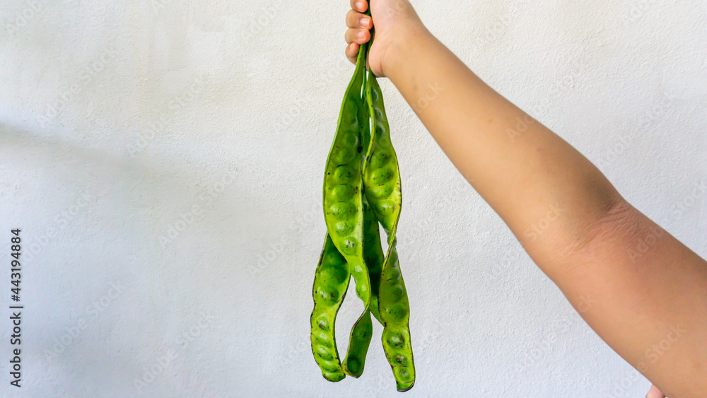 Hand holding a bitter bean or twisted cluster bean on isolated white ...