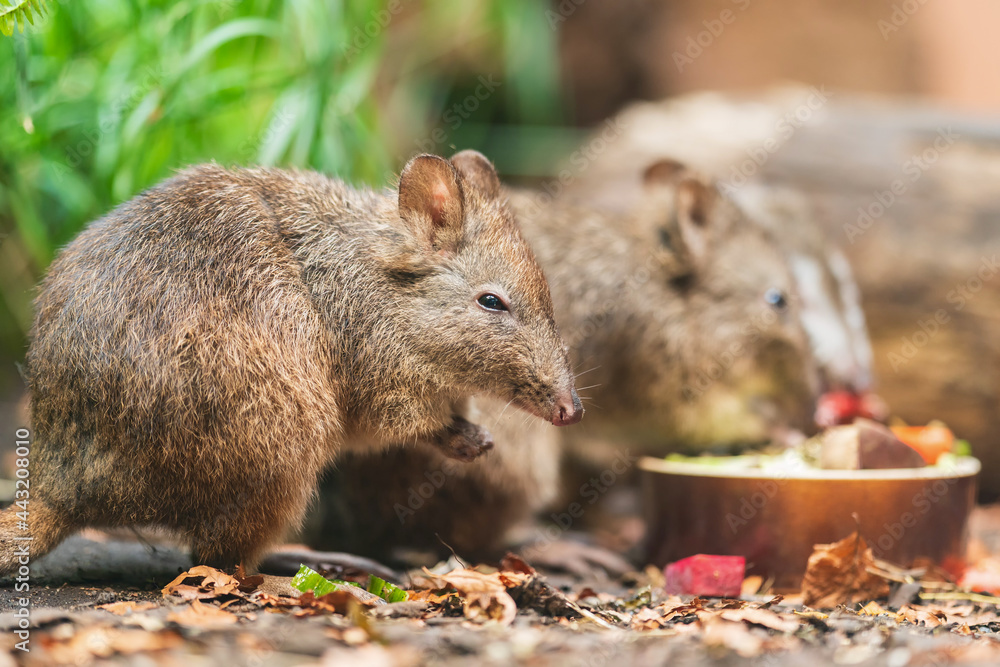 The long-nosed potoroo (Potorous tridactylus) is a species of potoroo ...