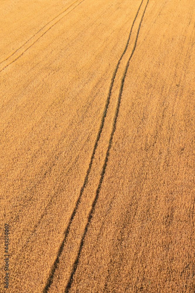 Magnificent Field of Ripening yellow Wheat in the morning with tractor ...