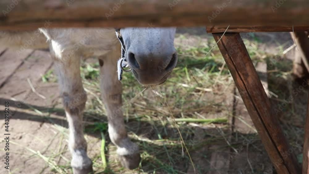 Muzzle of a donkey or horse, chewing hay, close-up. Farm life, rural ...
