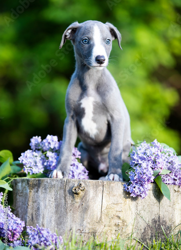 Blue Whippet Puppies