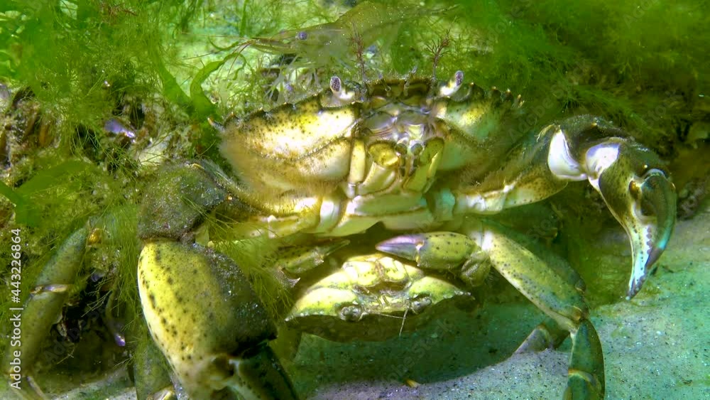 Male and female of Green crab (Carcinus maenas) during mating. Invasive ...