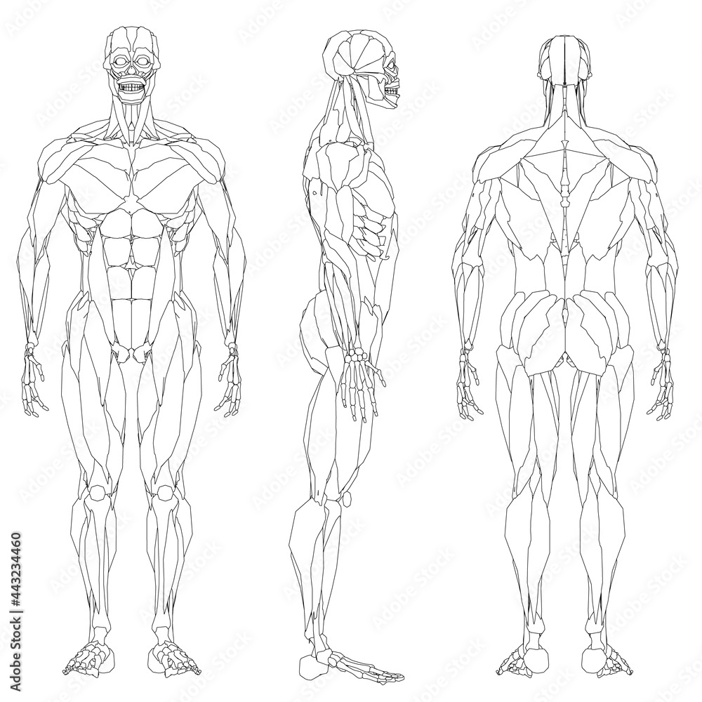 Set with contour of human musculature isolated on white background ...