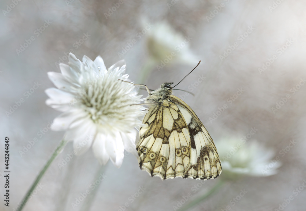 Motyl Polowiec Szachownica, Suchokwiat, Melanargia galathea Stock Photo ...