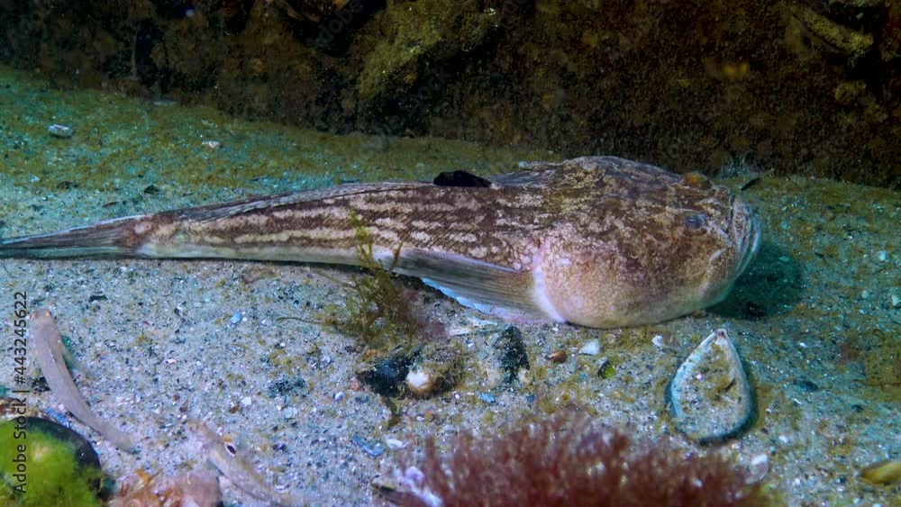 The Atlantic stargazer (Uranoscopus scaber), dangerous poisonous fish ...