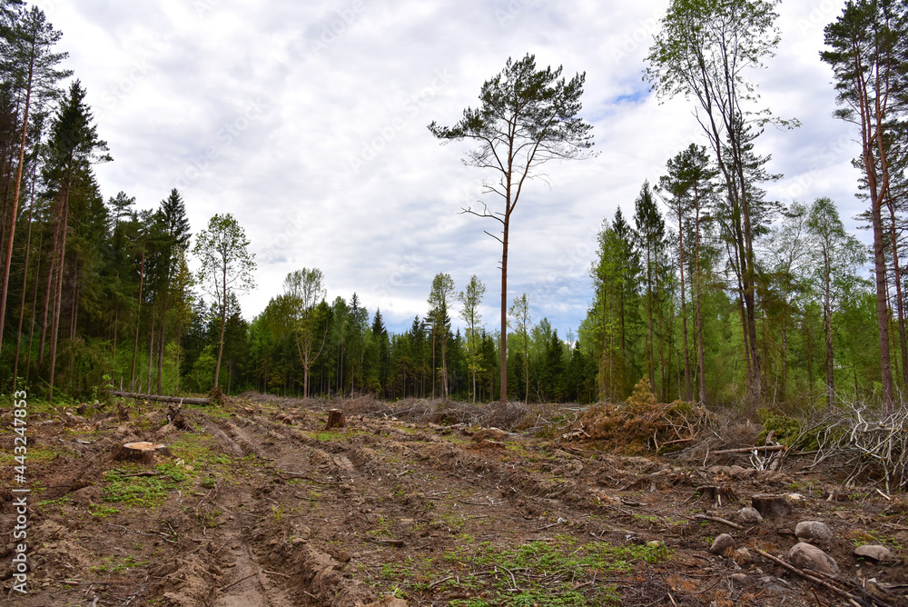 Felled spruces trees in forest. Deforestation and Illegal Logging ...
