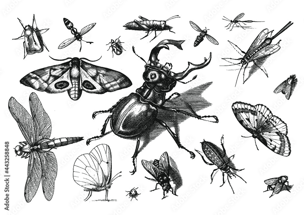 Save the insects! Set of antique drawings of beetles, bugs, butterflies ...