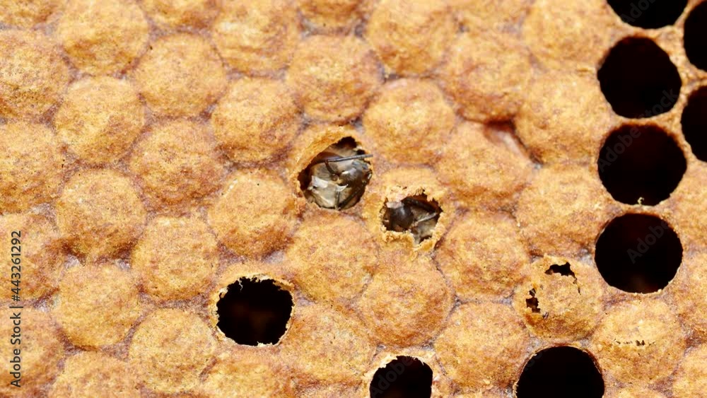 Hatching of young honey bee (Apis mellifera) from a honeycomb in hive ...