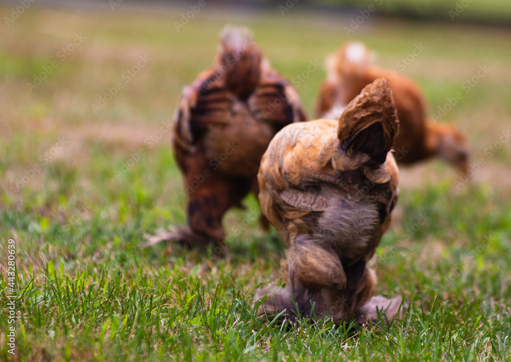 kura Stock Photo | Adobe Stock