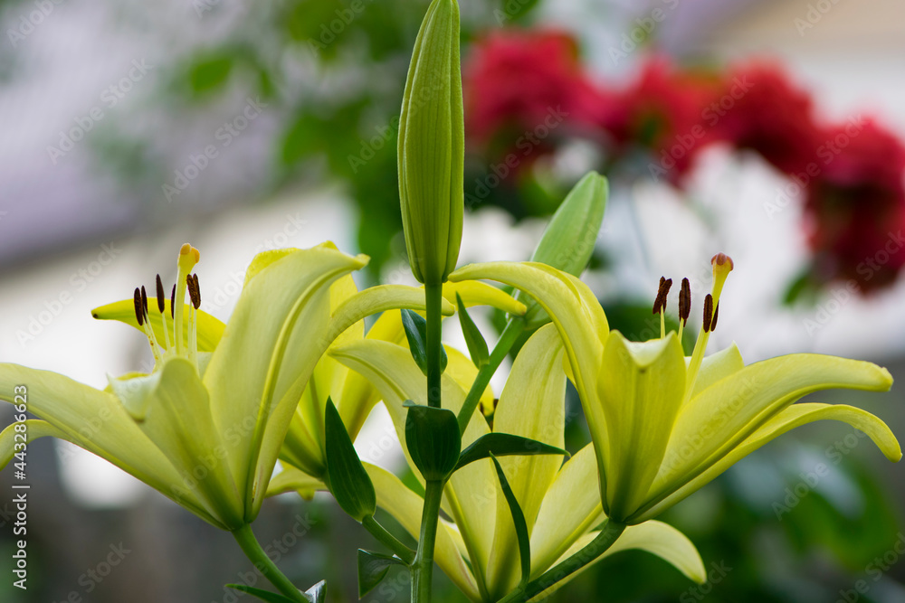 Lilium maculatum Thunb. yellow lily. beautiful lily flower. delicate ...