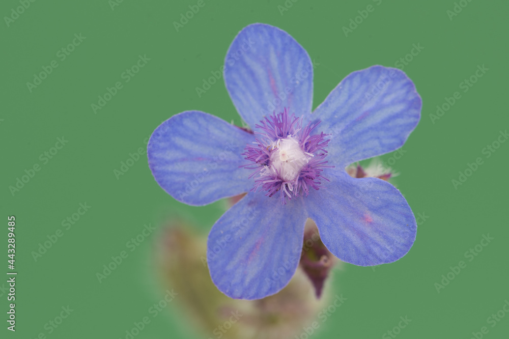Anchusa azurea garden anchusa Italian bugloss plant with spiky bristles ...