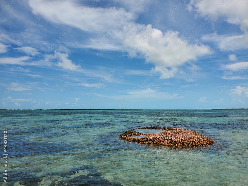 Discarded shells of queen conch - Strombus gigas - form small island in ...