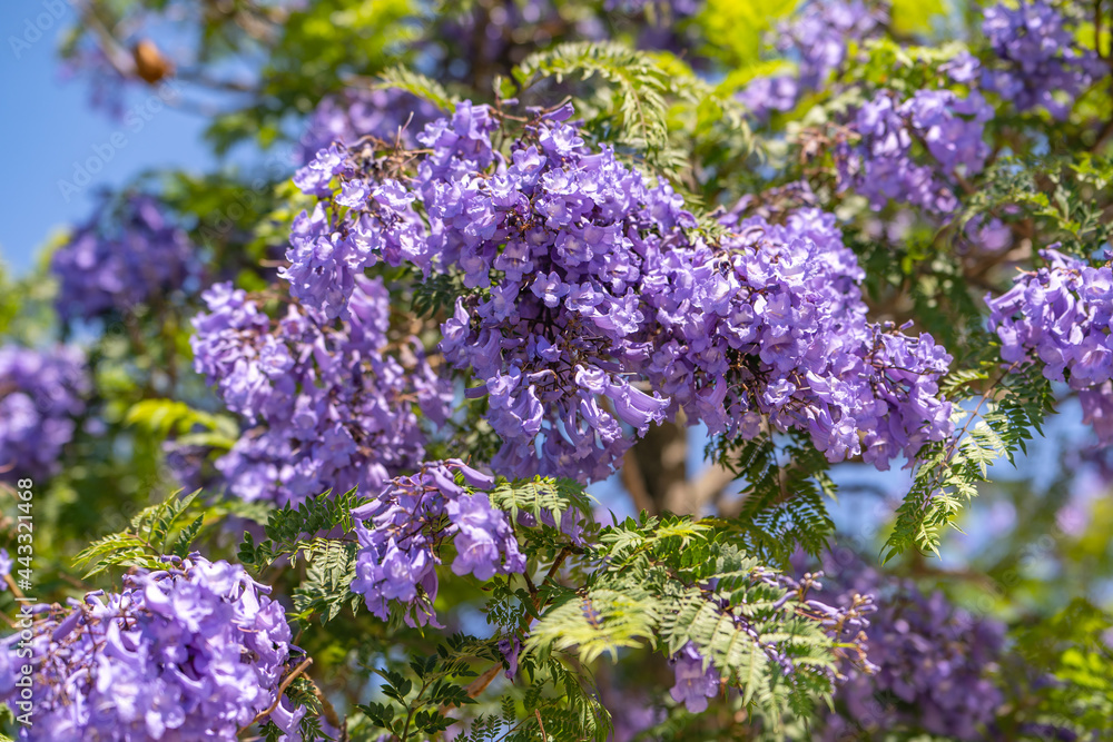 Jacaranda mimosifolia tree with purple-blue flowers, Fremont Central ...