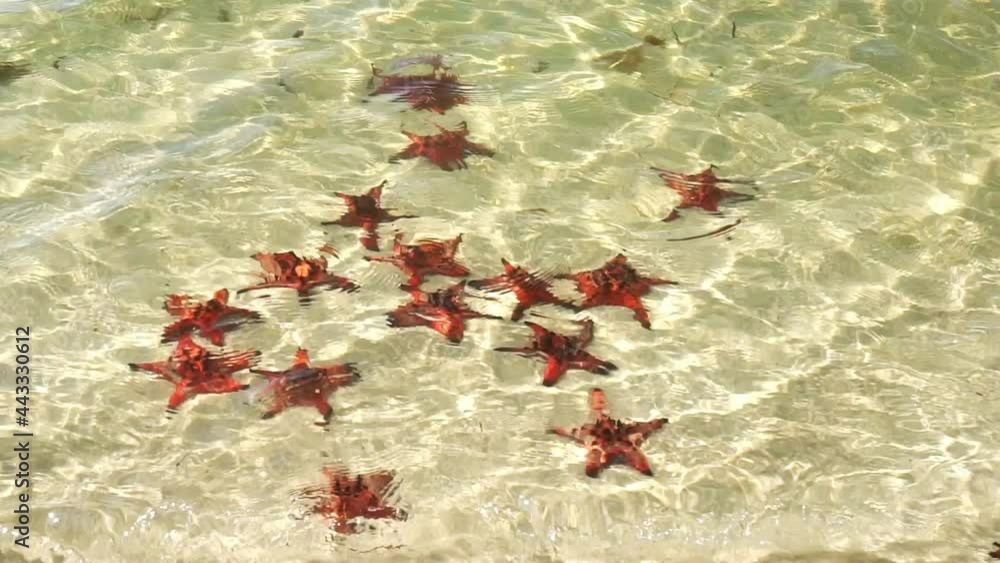 Starfish sparkles under the sea water on a sunny morning. The ...