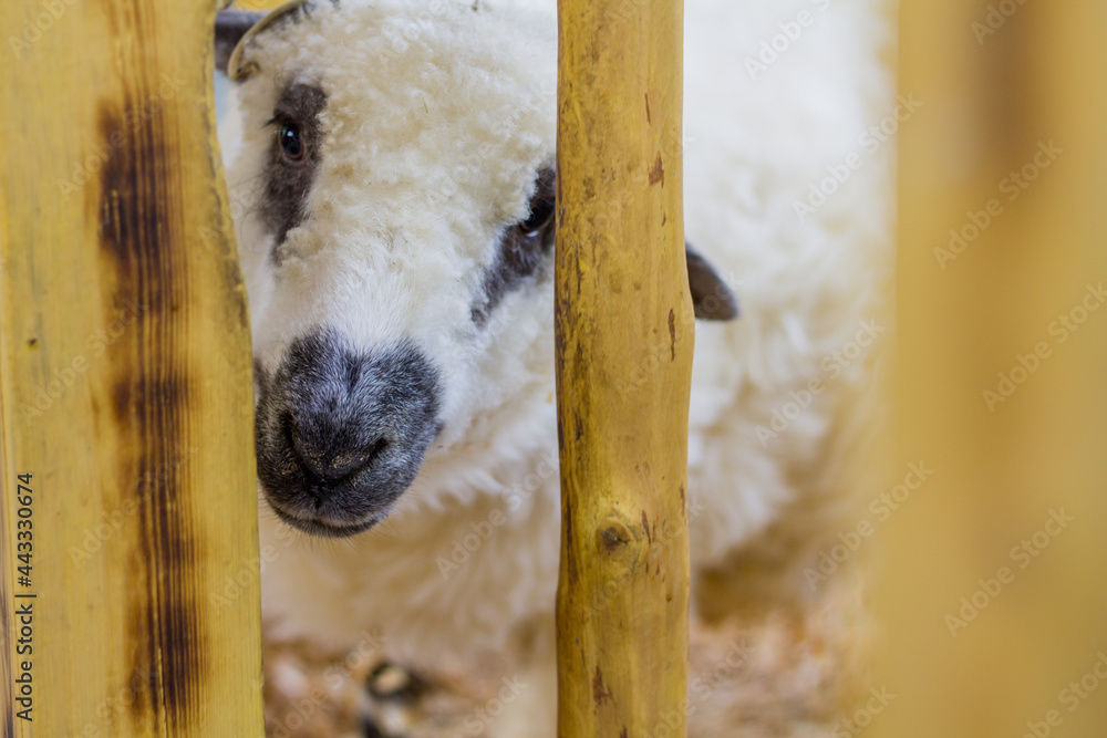 sheep looks at zoo visitors. fluffy lamb in the paddock. captive ...