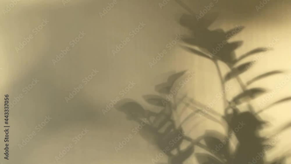 A moving shadow from a houseplant zamiokulkas on a plastered wall ...