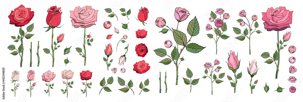Hand drawn rose bundle. Vector illustrations of flowers and leaves ...