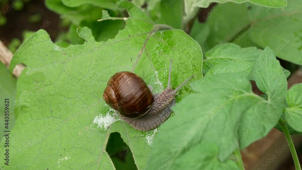 Hungry snail is moves by gliding along on a leaf of garden eggplant and ...