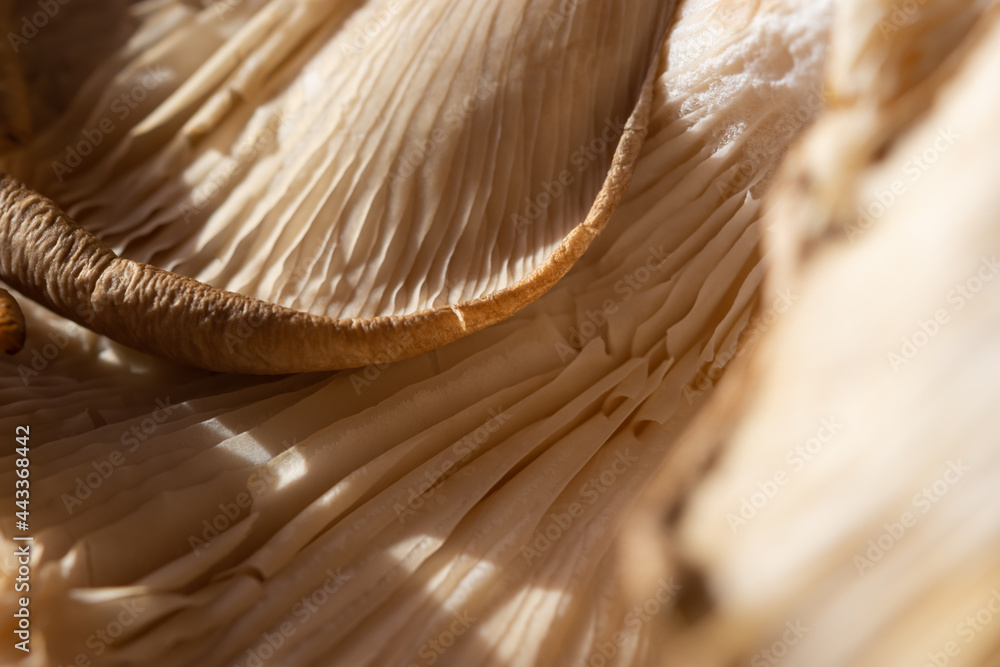 Mushrooms are a macro abstract food background. The gray texture of the ...