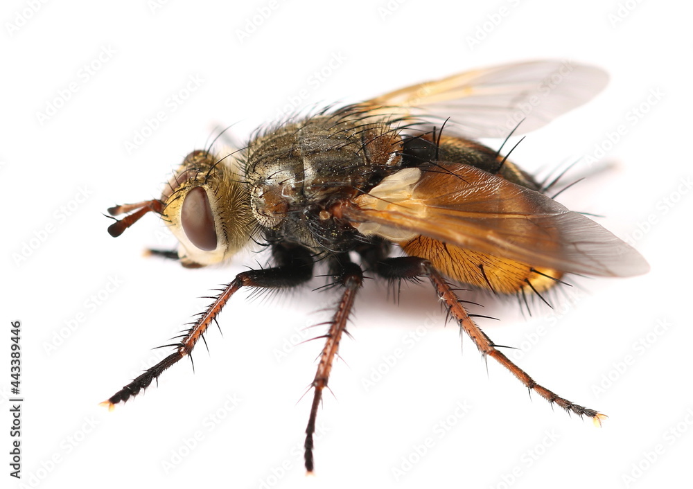 Yellow-bellied fly, Tachina praeceps isolated on white background, side ...