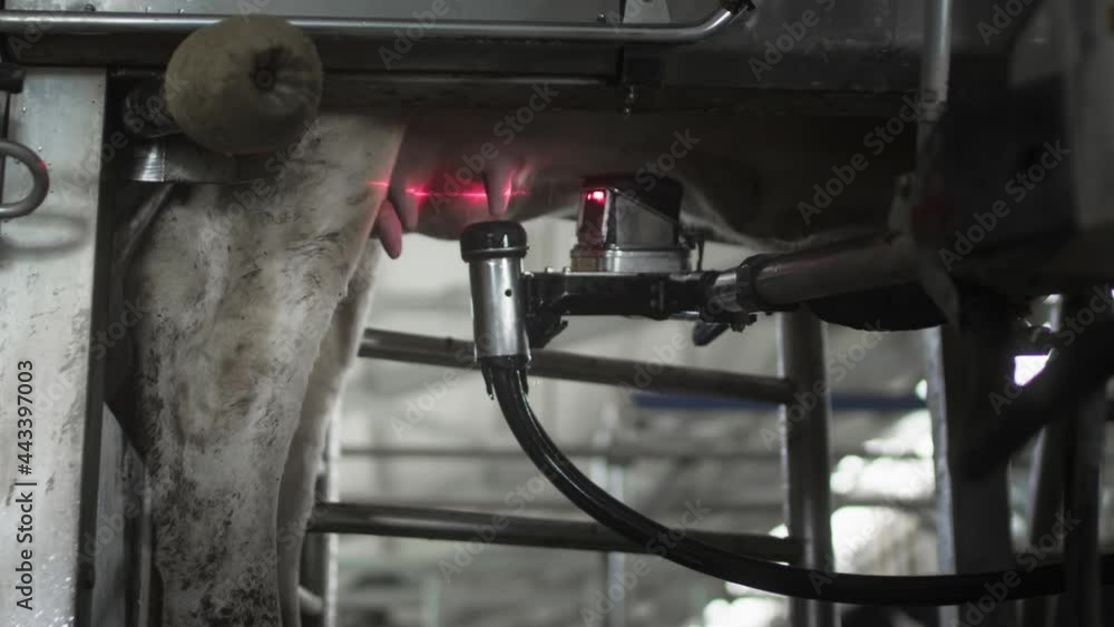 Automatic machine robot for milking cow's milk. Cattle in the barn. The ...