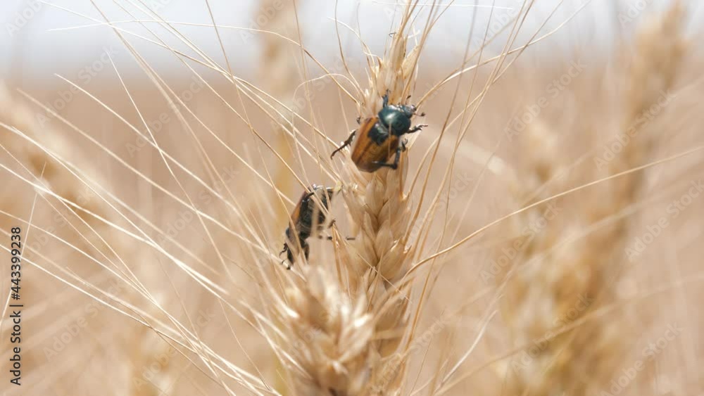 cereal crops field field. Agriculture. Harmful beetles spoil the wheat ...