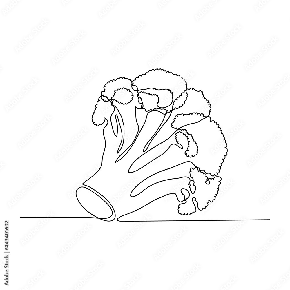 Continuous line drawing of broccoli. Fresh and healthy food concept ...
