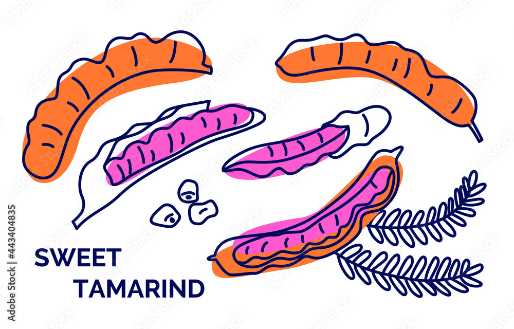 Sweet tamarind icons. Tropical fruit set, whole, sliced. Vector ...
