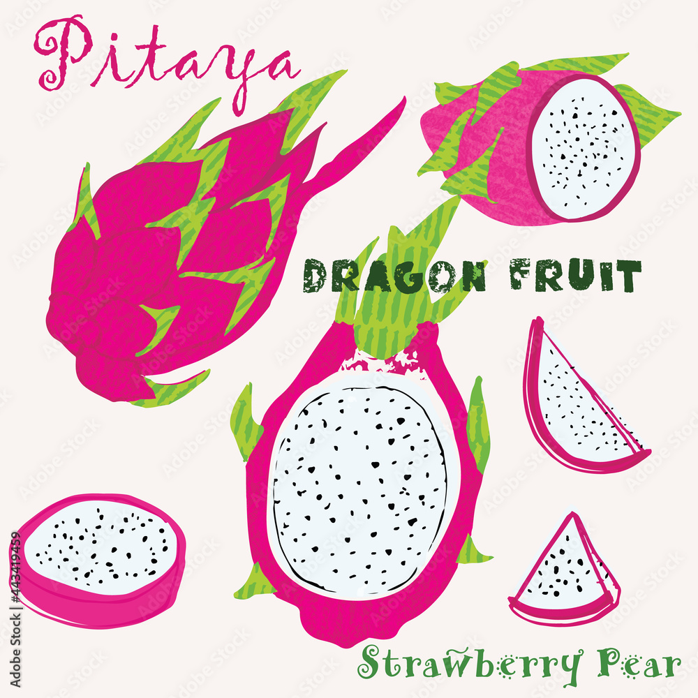 Dragon fruit vector illustration. Colorful textured modern design ...