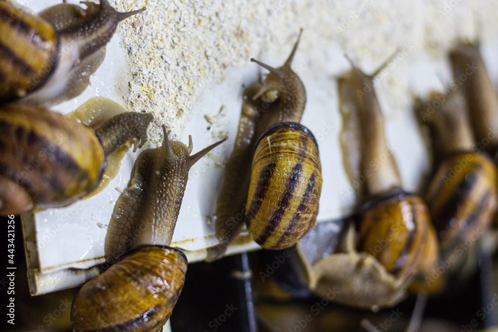 Snail farm. Organic farming, edible snail farm. Small snails close up ...
