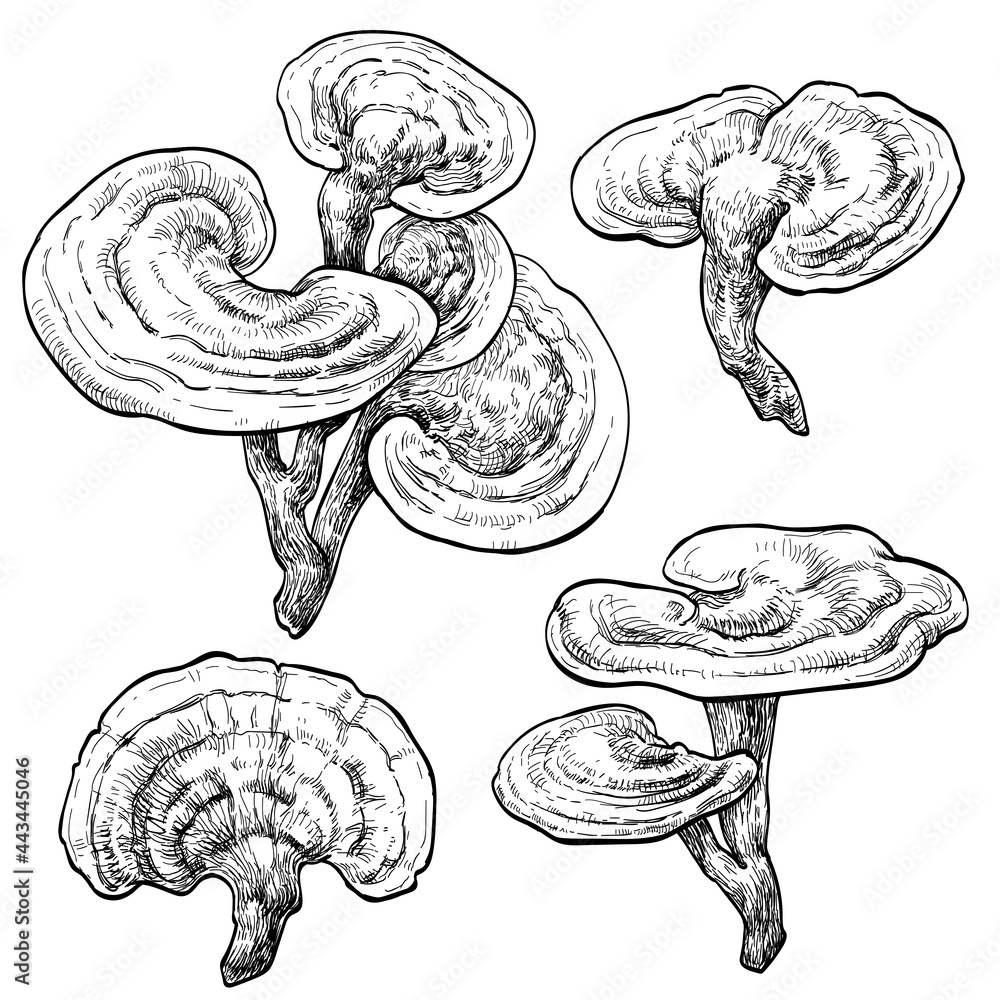 reishi / ganoderma lucidum mushroom set. Vector illustration of ...