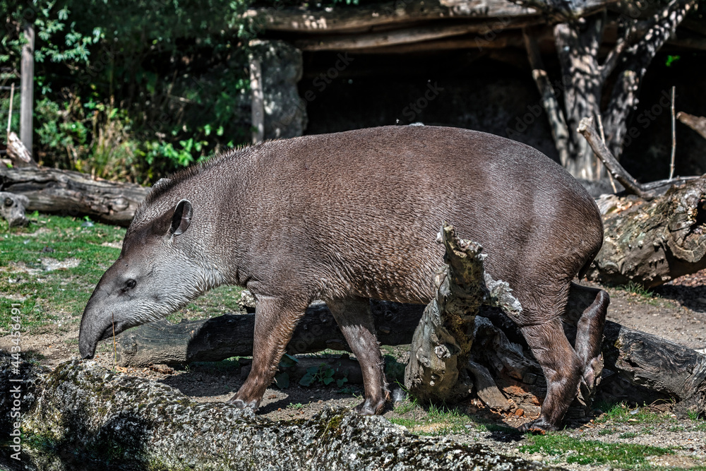 South american tapir on the ground. Latin name - Tapirus terrestris ...