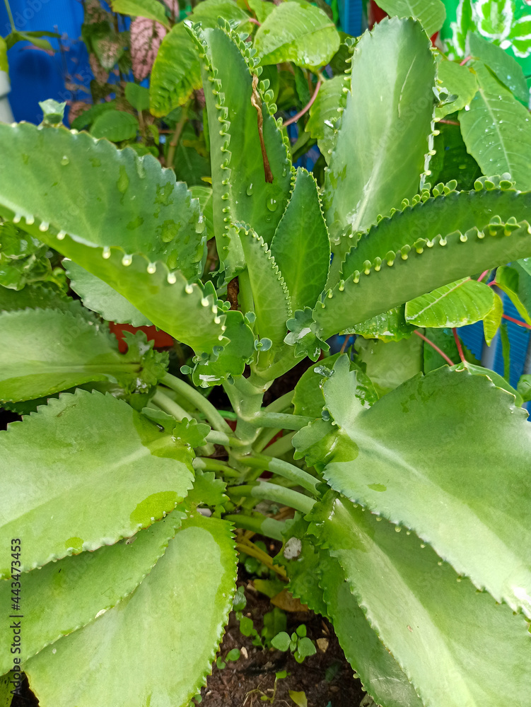 Kalanchoe Mala Madre Leaf Of Life (Bryophyllum Pinnatum): 7 Benefits Of ...