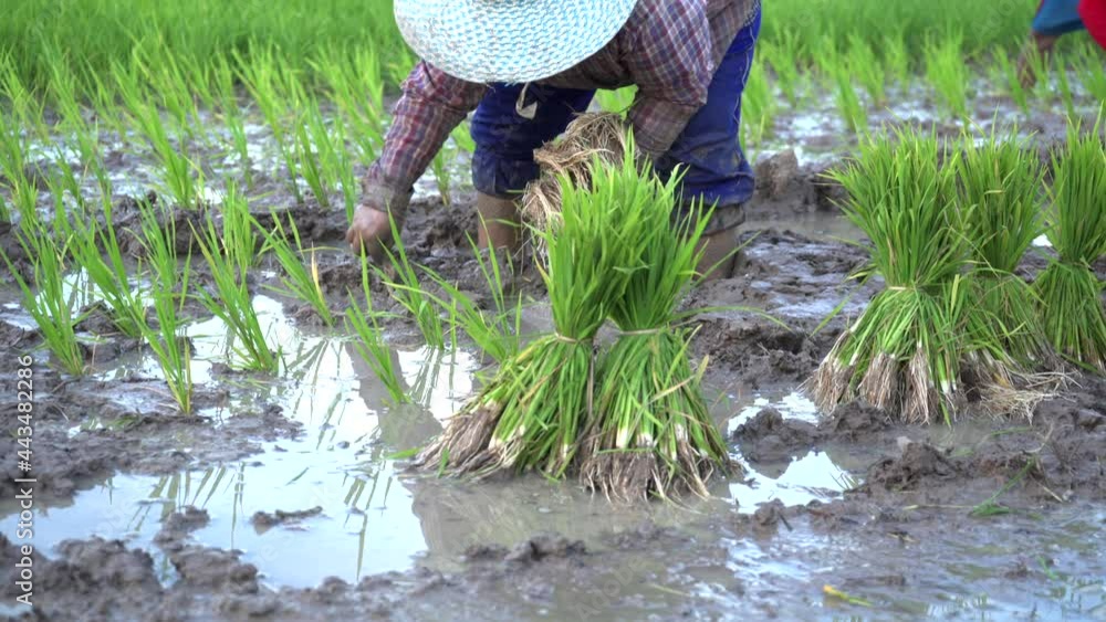 The way of life of the peasants in the countryside. Farming farming of ...