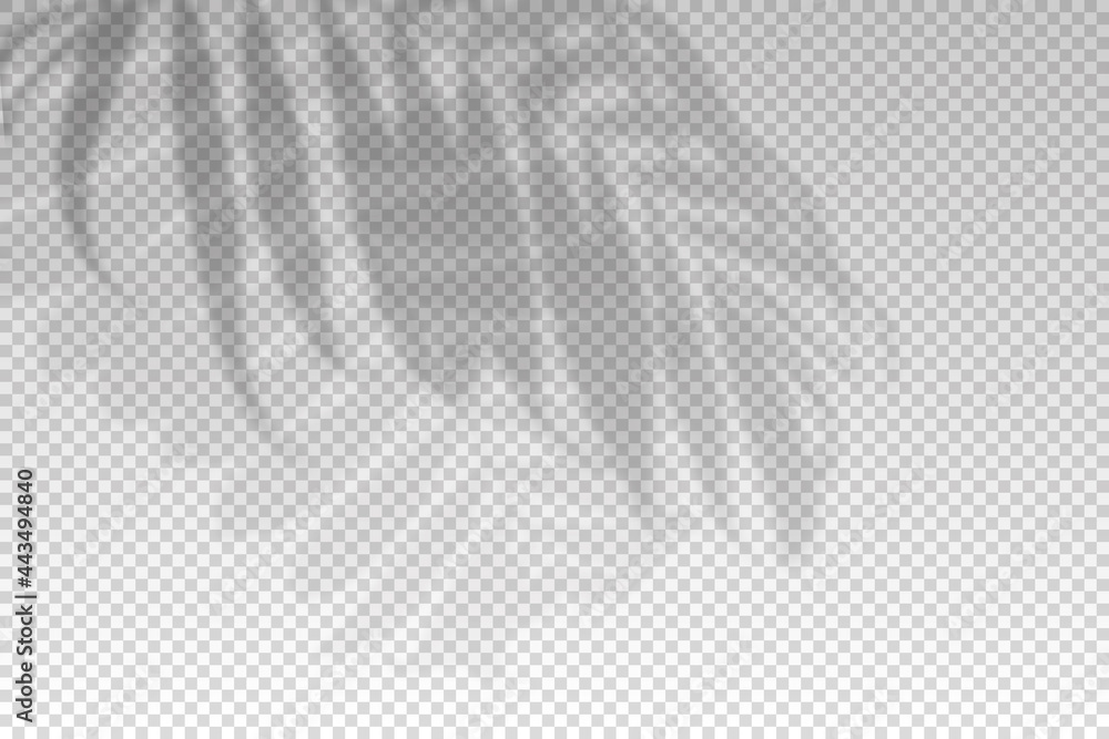 Shadow of leaf from window. Shadow palm leaves isolated on transparent ...