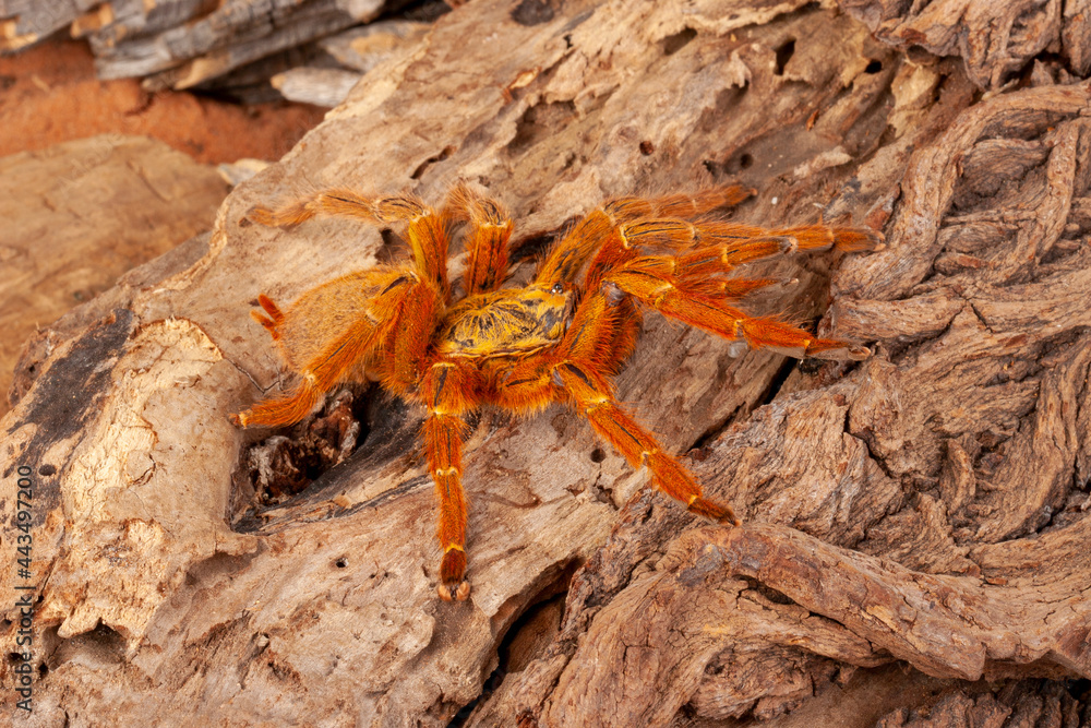 Orange Tarantula