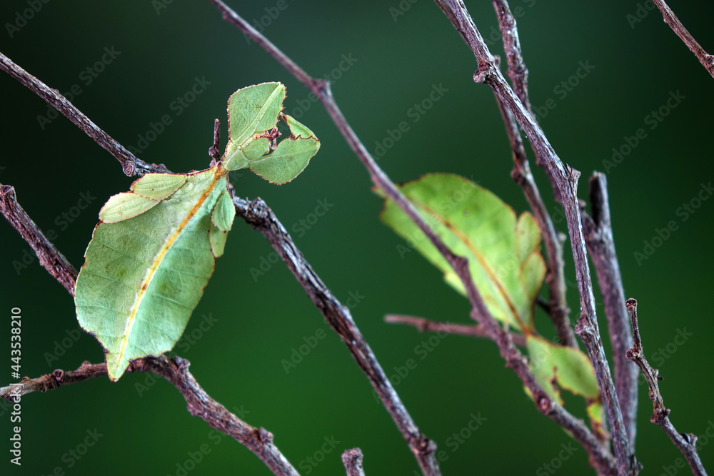 Leaf insect (Phyllium westwoodii), Green leaf insect or Walking leaves ...
