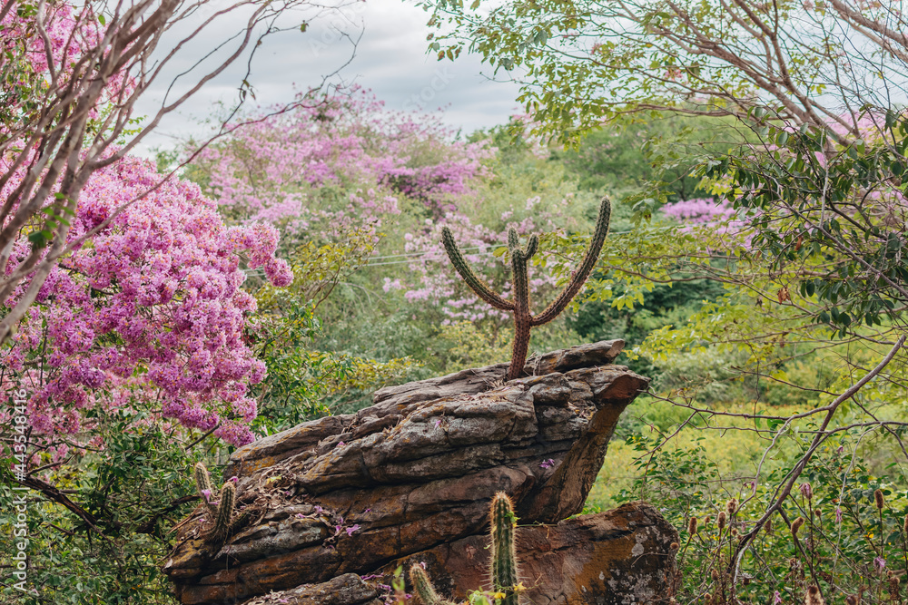 Árvore de Ipê Rosa Brasileiro / Flores de Ipê Rosa / Paisagem Caatinga ...