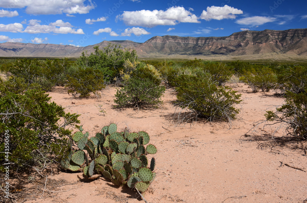 desert, mountains, and prickly pear cactus near the historic mcdonald ...