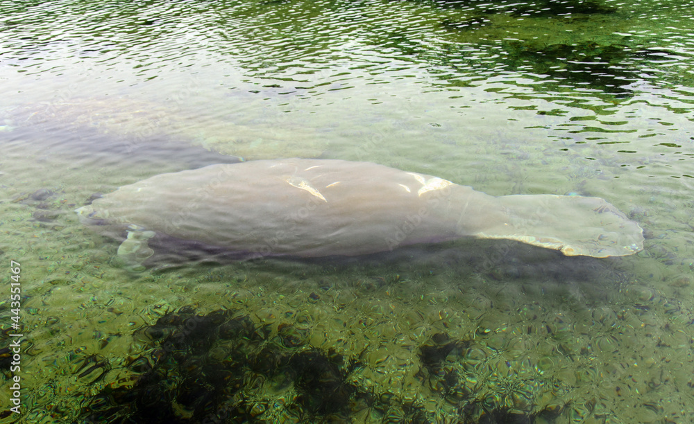 a manatee with boat boat propeller scars swimming underwater during a ...