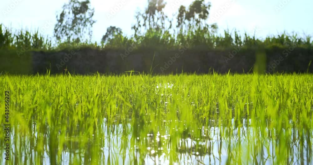 Fresh green rice plant in the flood rice field vídeo do Stock | Adobe Stock