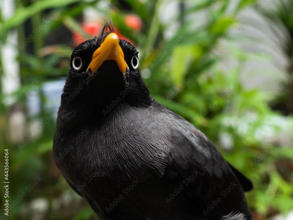 Acridotheres javanicus or Jalak Kebo in Indonesia is a species of bird ...