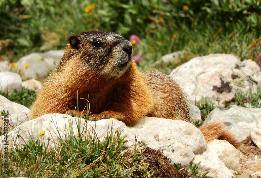 cute yellow-bellied marmot sunning in the trail along the lakes trail ...