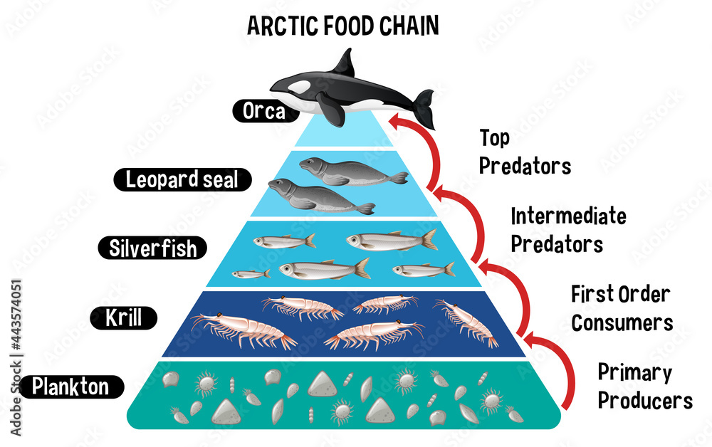 Arctic Food Chain
