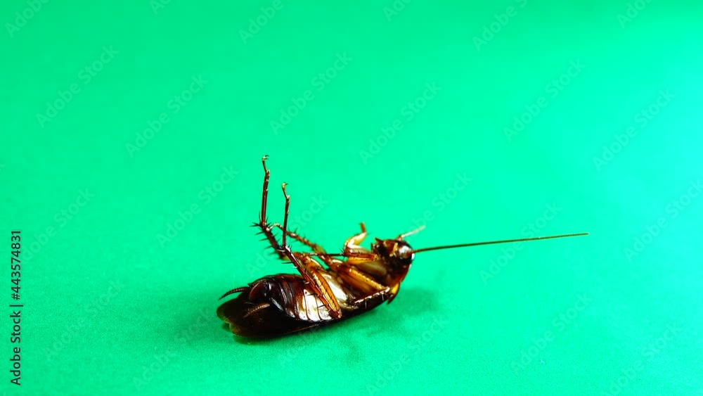 cockroach. American cockroaches on green background. cockroaches eating ...
