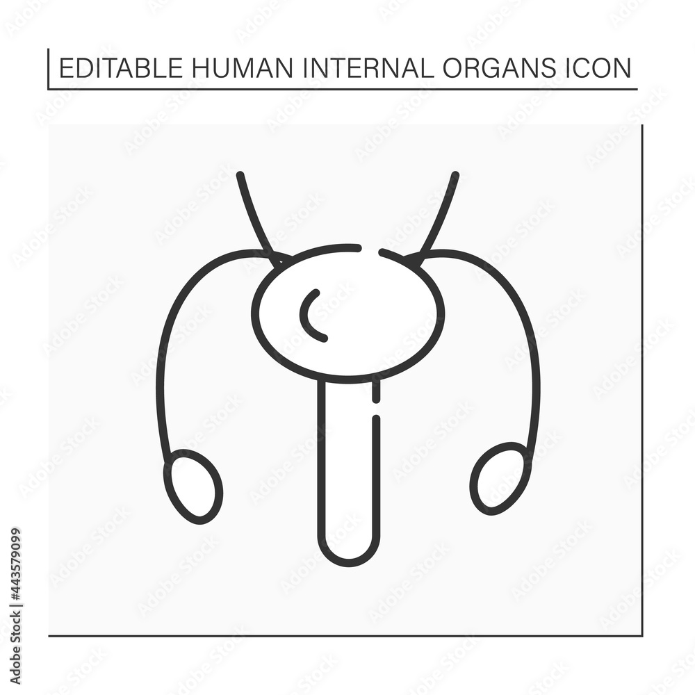 Reproductive system line icon. Male external organs include penis ...
