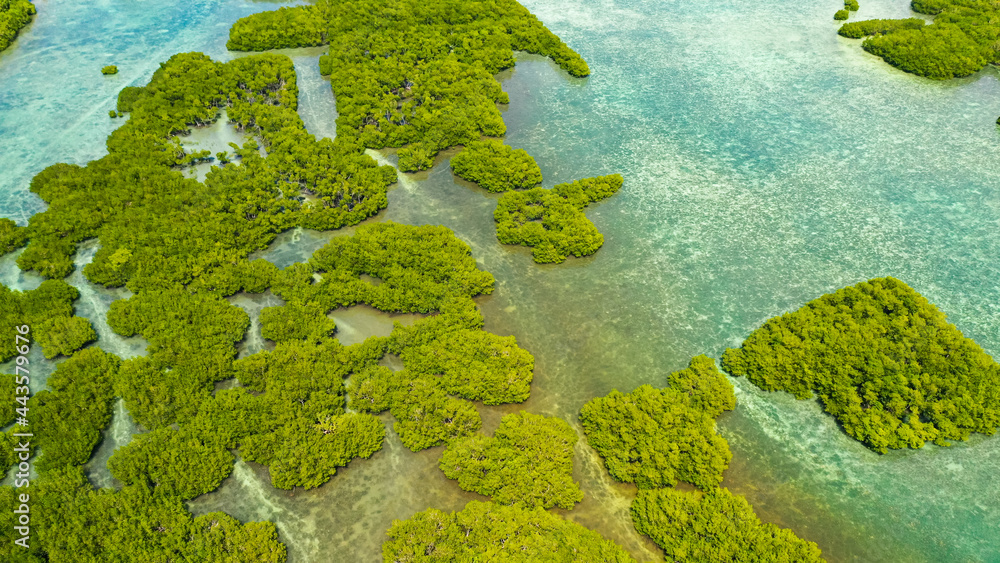 Foto de Mangrove trees in the water on a tropical island. An ecosystem ...