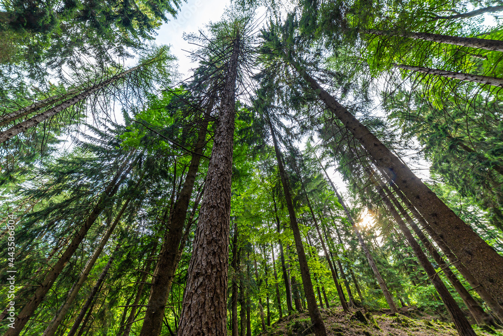 A pine forest, shot from below, looking upwards. Pines, sky and light ...